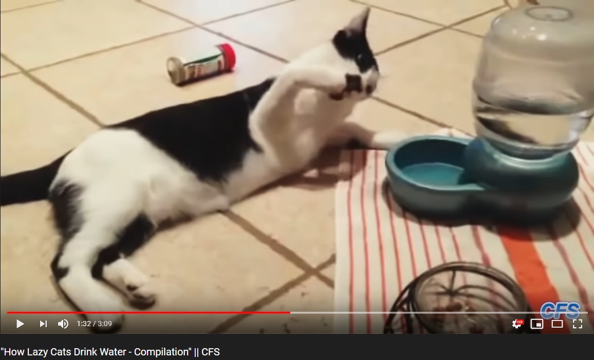 Agile vs. Lean: Explained by Cats – Quality and Innovation